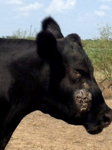 Diagnosing Snakebite Symptoms in Horses and Livestock - Countryside